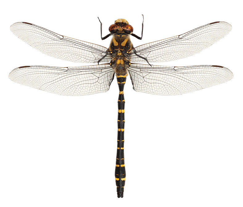 What’s on the van – Golden-ringed Dragonfly – More Than A Dodo
