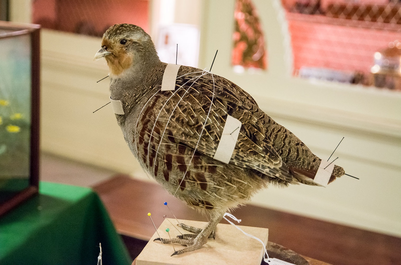 The Art and Science of Taxidermy – More Than A Dodo