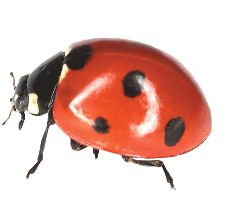 What’s on the van? – 7 spot ladybird – More Than A Dodo
