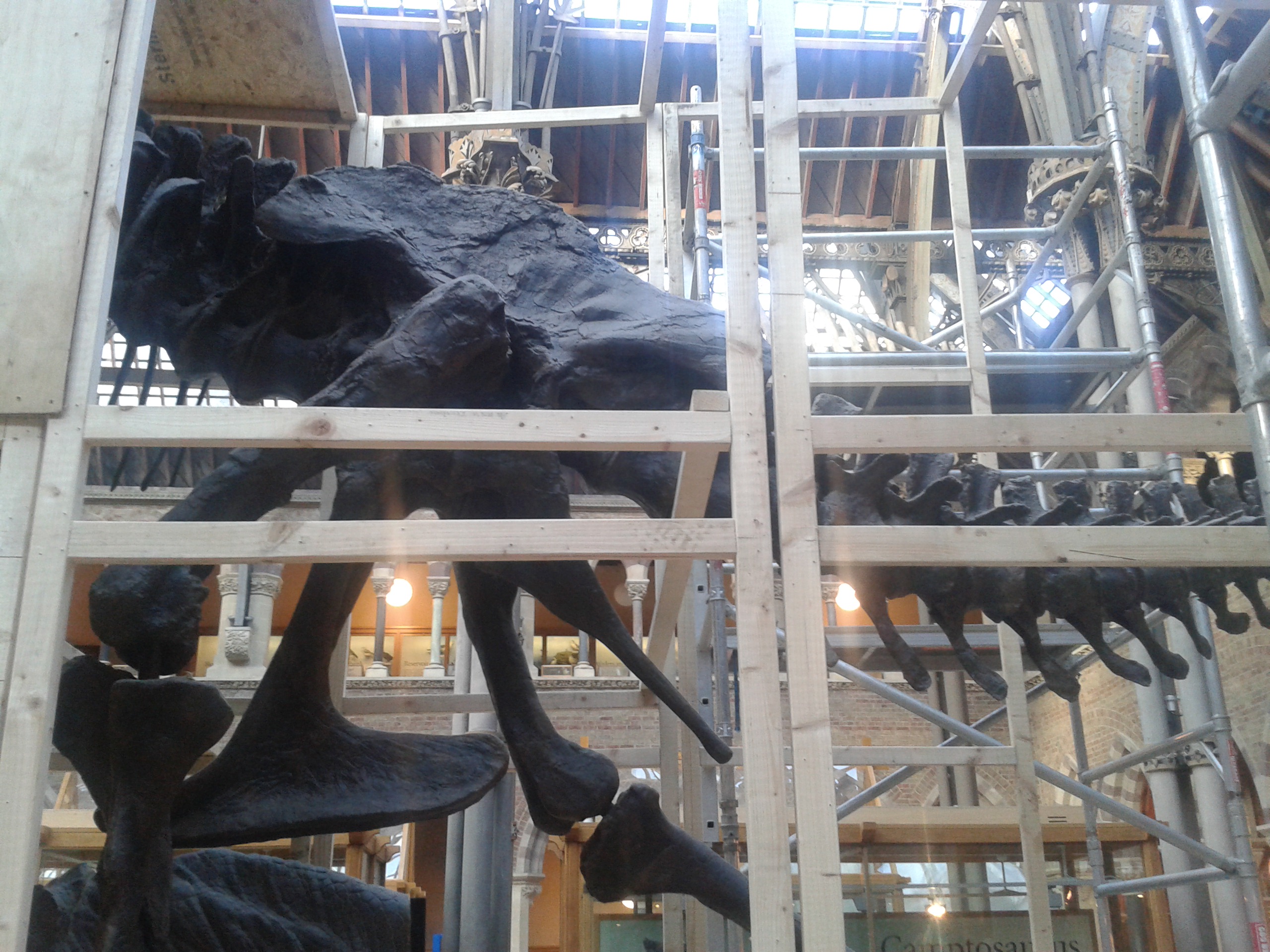 Rex in a box – More Than A Dodo