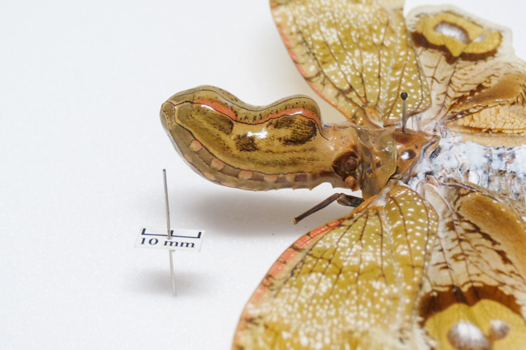 Peanut-Head Bug – More Than A Dodo