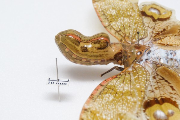 Peanut-Head Bug – More Than A Dodo