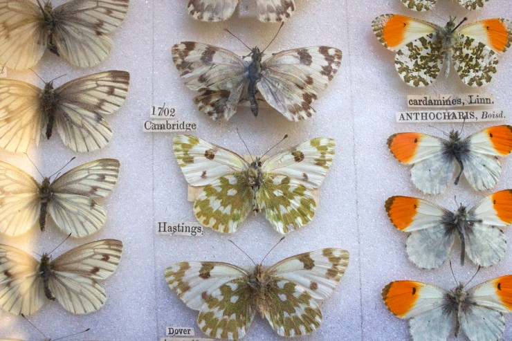 Top 5 – Lepidoptera – More Than A Dodo
