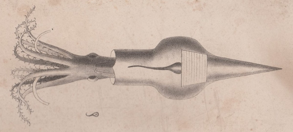 How the squid got its ink sac – More Than A Dodo