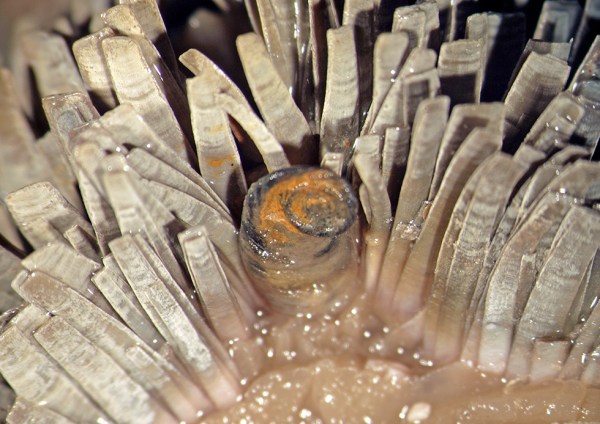 The Iron Snail – More Than A Dodo