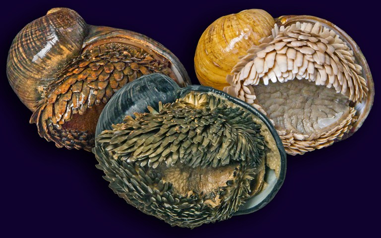 The Iron Snail – More Than A Dodo