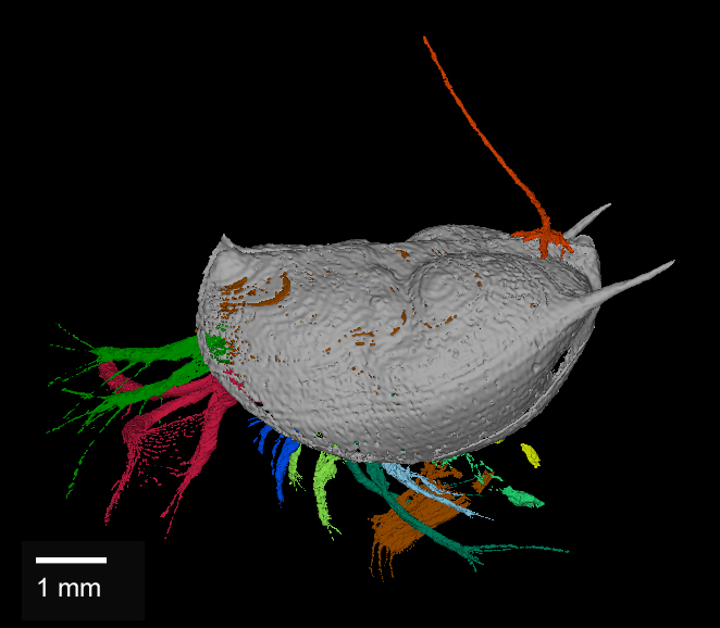 Prehistoric parasites – More Than A Dodo