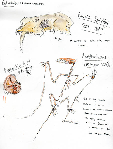 Drawing on the past – More Than A Dodo