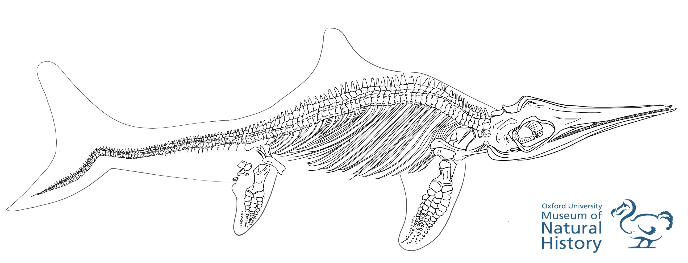 Drawing on the past – More Than A Dodo