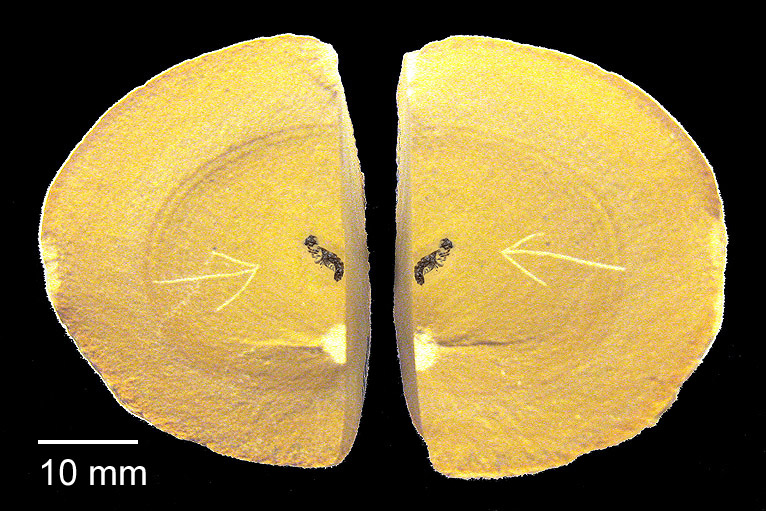 Prehistoric parasites – More Than A Dodo