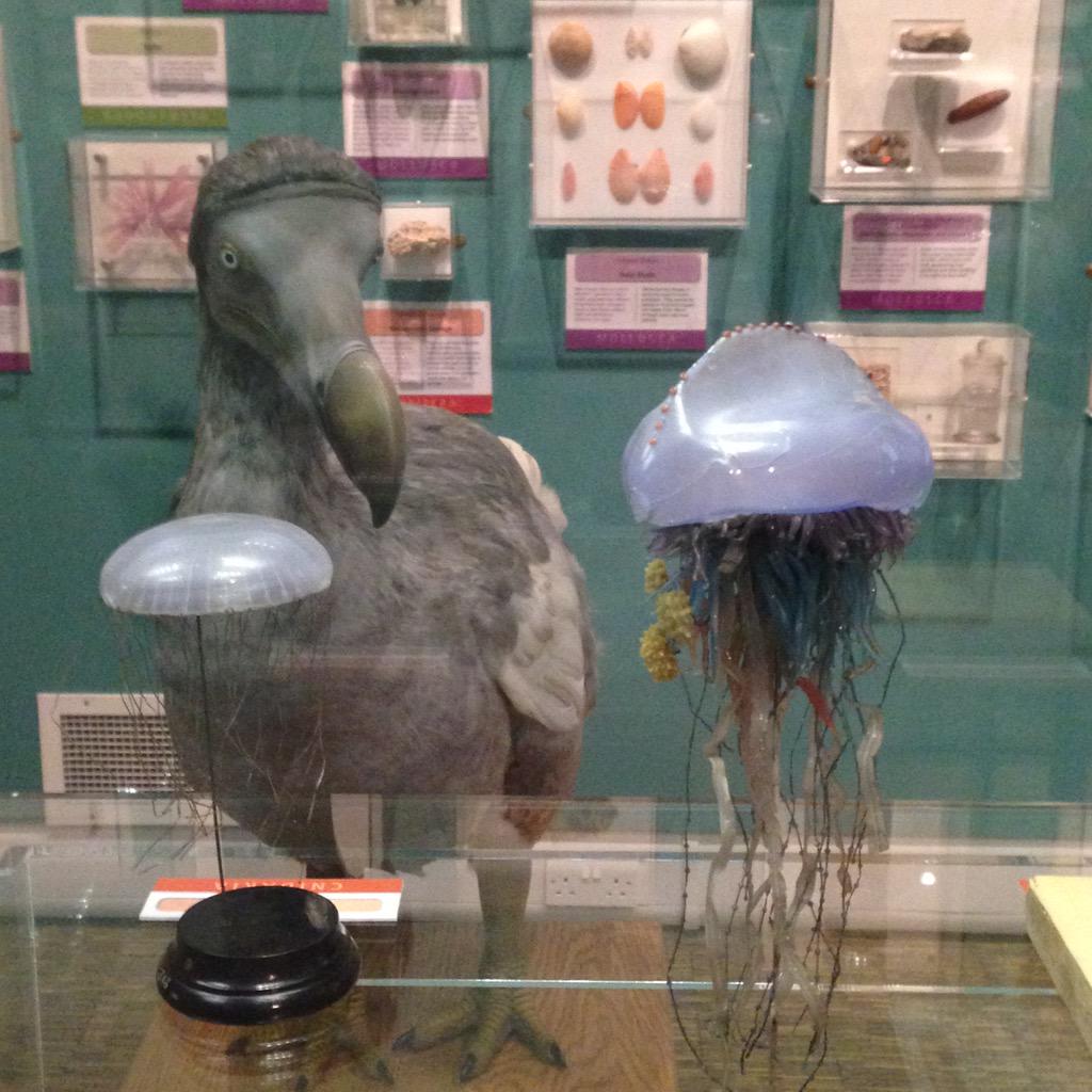 Dodo Roadshow: National Museum Cardiff – More Than A Dodo