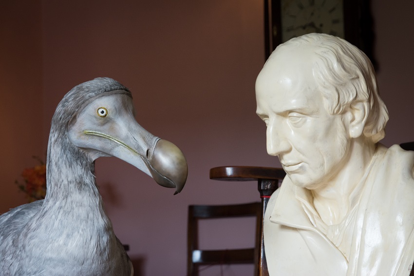 Dodo Roadshow: Dove Cottage – More Than A Dodo