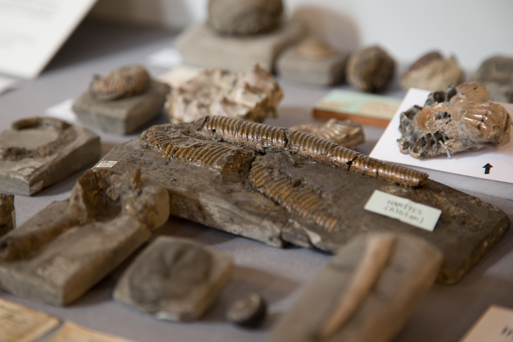 Presenting… the Gault Clay – More Than A Dodo