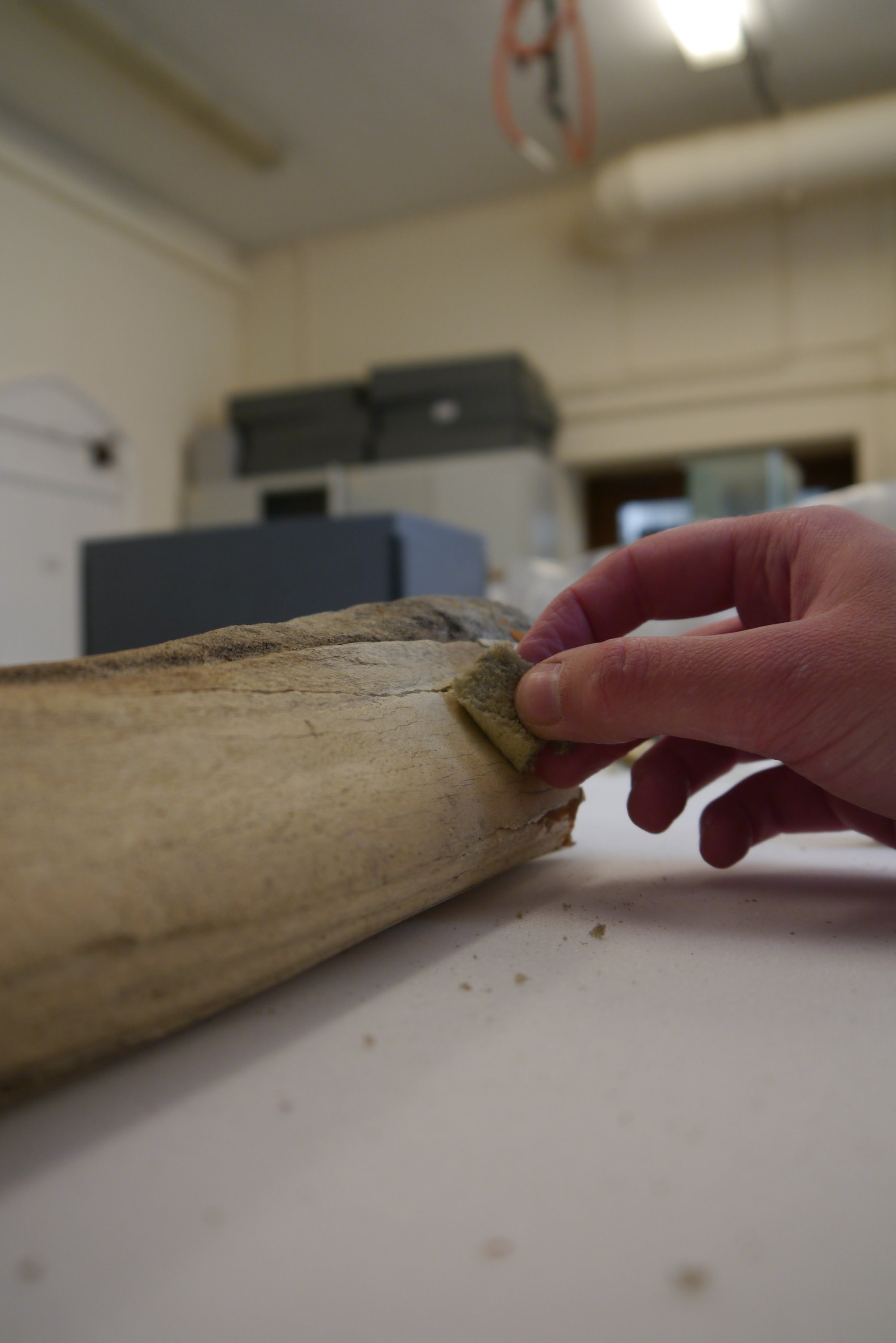 The legend of the Layardi Whale – More Than A Dodo