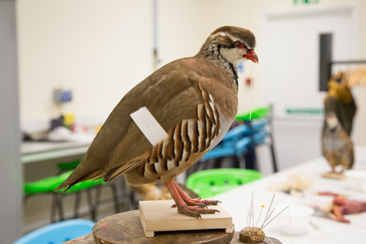 Partridge in a laboratory – More Than A Dodo