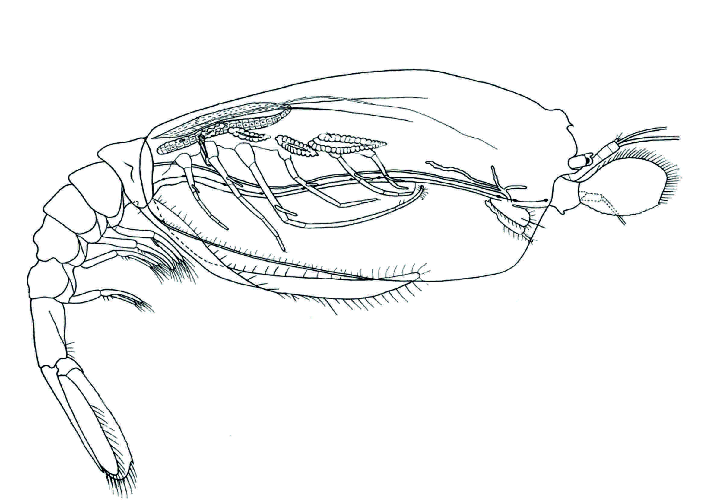 Out of order – More Than A Dodo