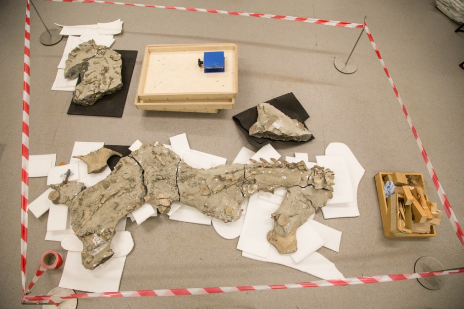 Plesiosaur puzzle – More Than A Dodo