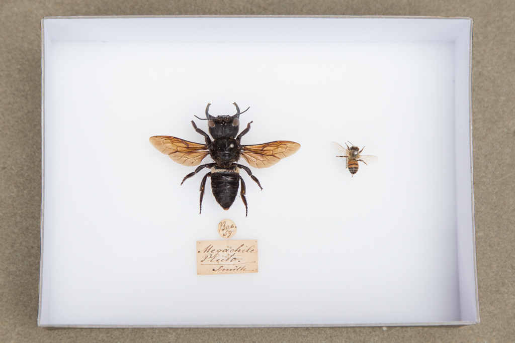 Presenting… the wonderful diversity of bees – More Than A Dodo