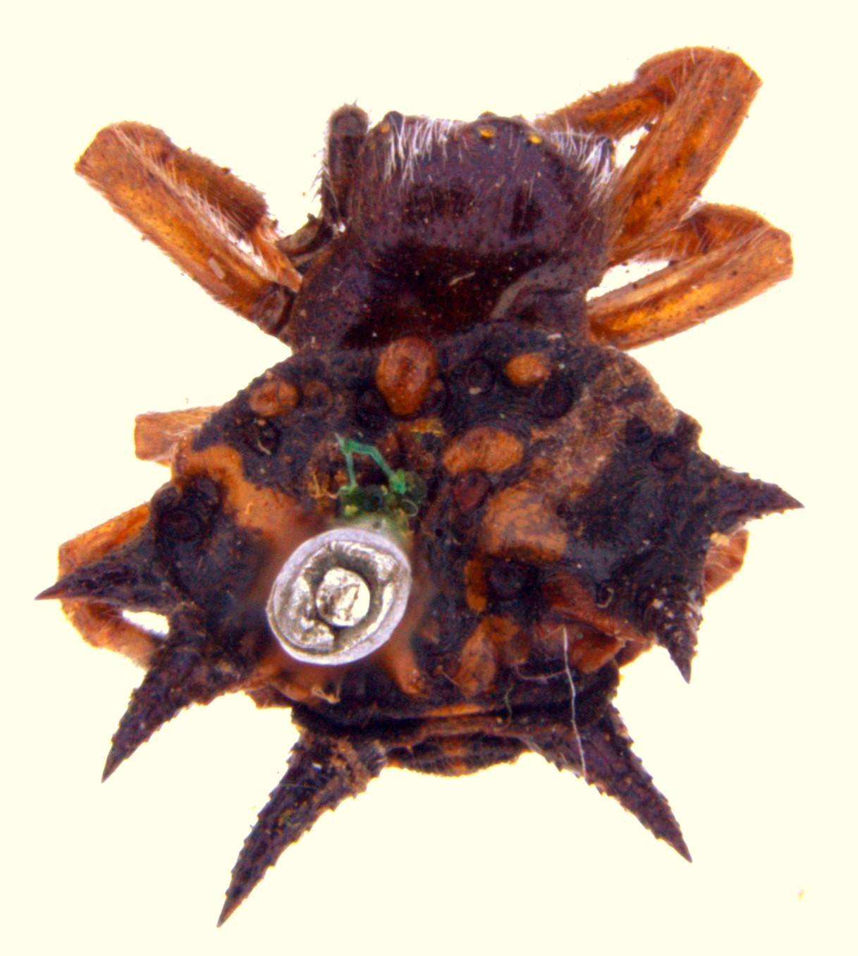 Spiky spiders – More Than A Dodo