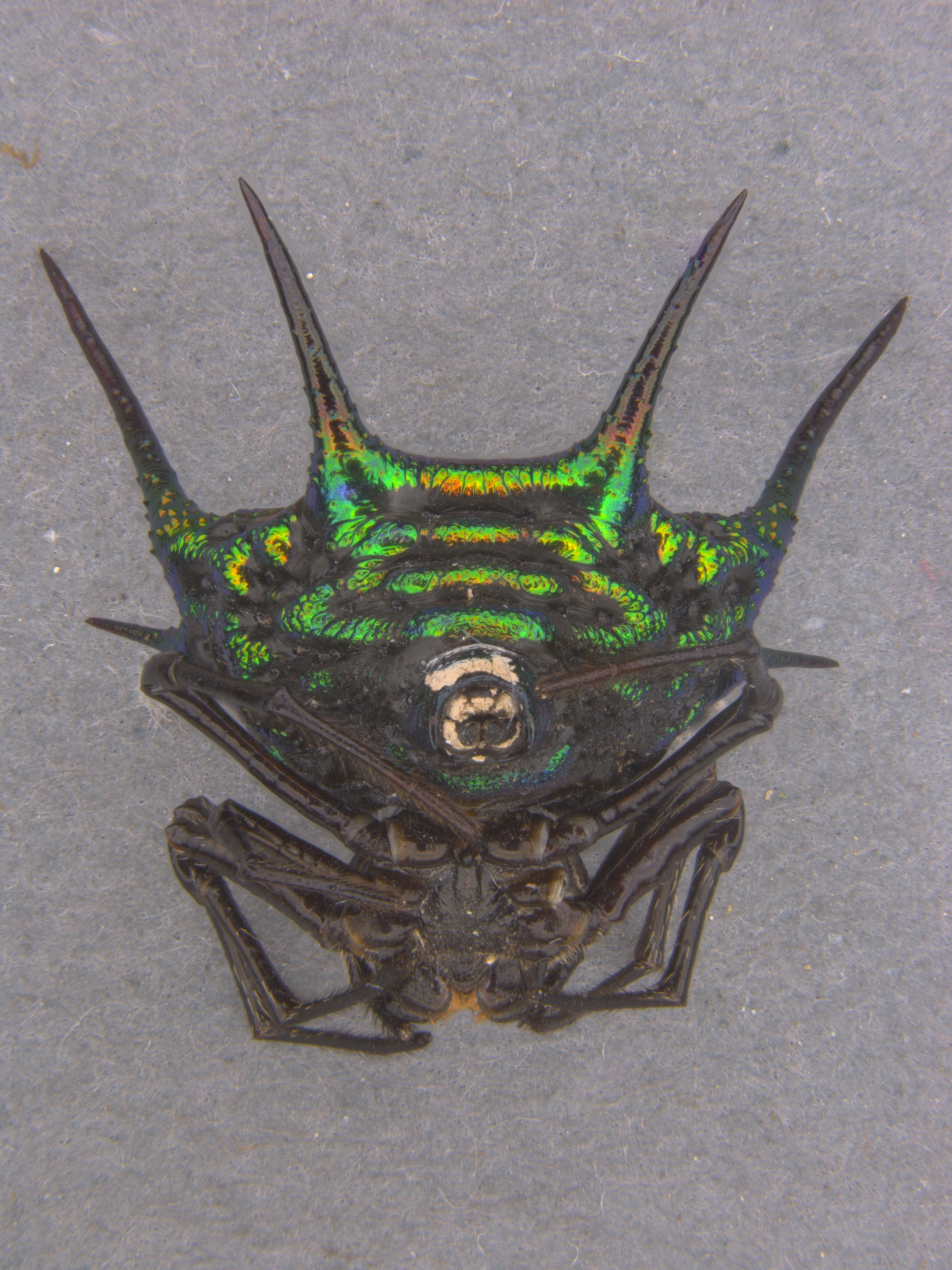 Spiky spiders – More Than A Dodo