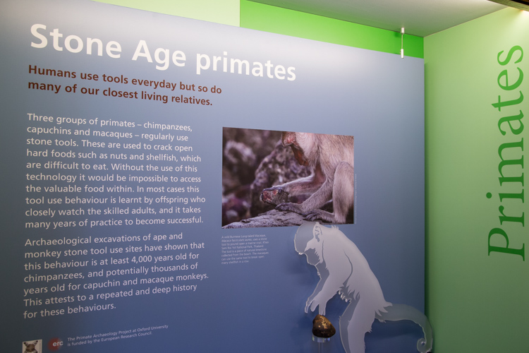 Climbing down the primate family tree – More Than A Dodo