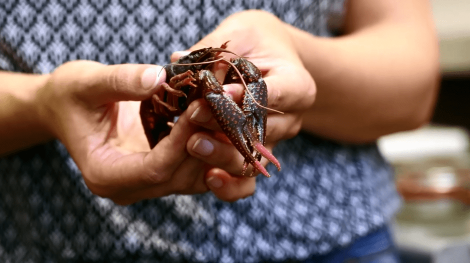 Invasive crayfish – More Than A Dodo