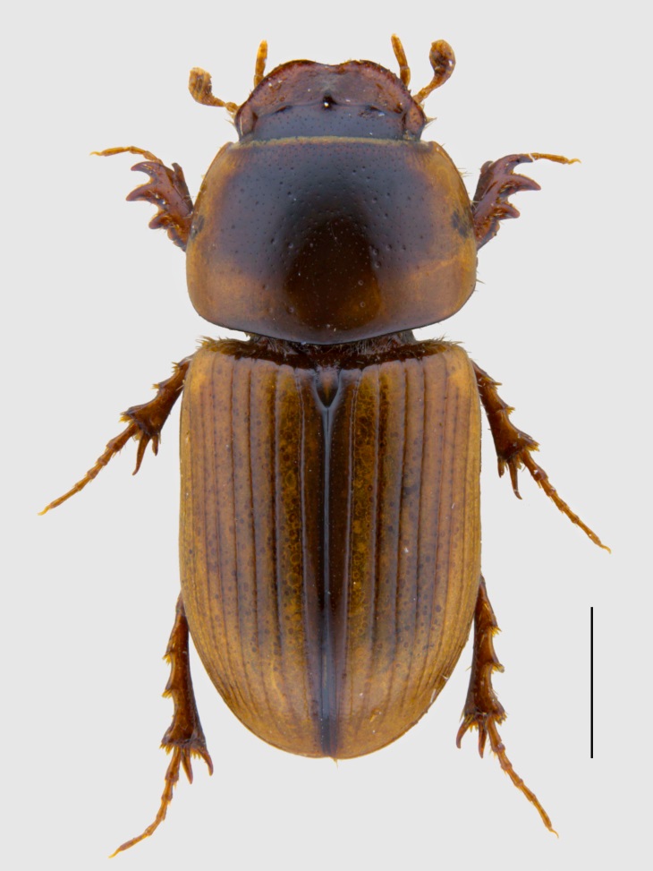 On a dung beetle’s trail – More Than A Dodo