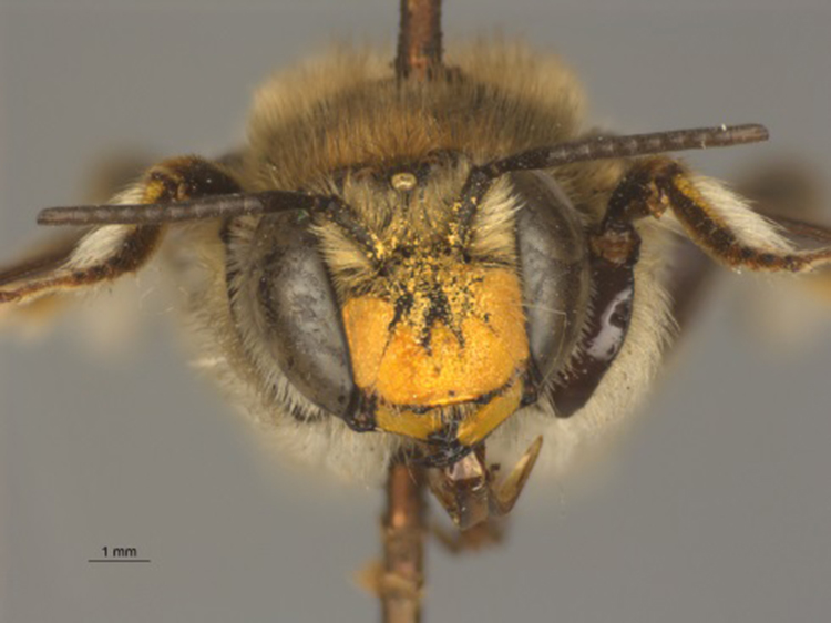 The bully bee – More Than A Dodo