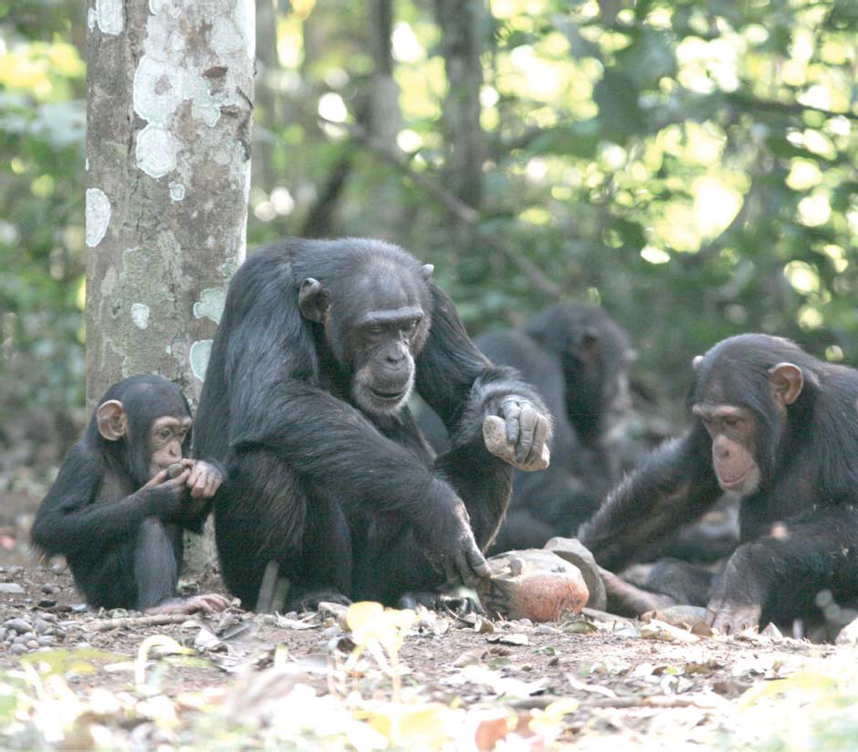 Primate tools and the search for human behaviour – More Than A Dodo