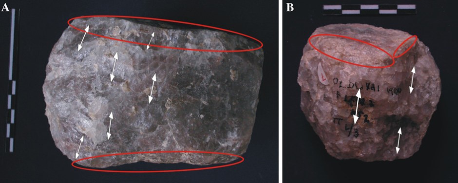 Primate tools and the search for human behaviour – More Than A Dodo