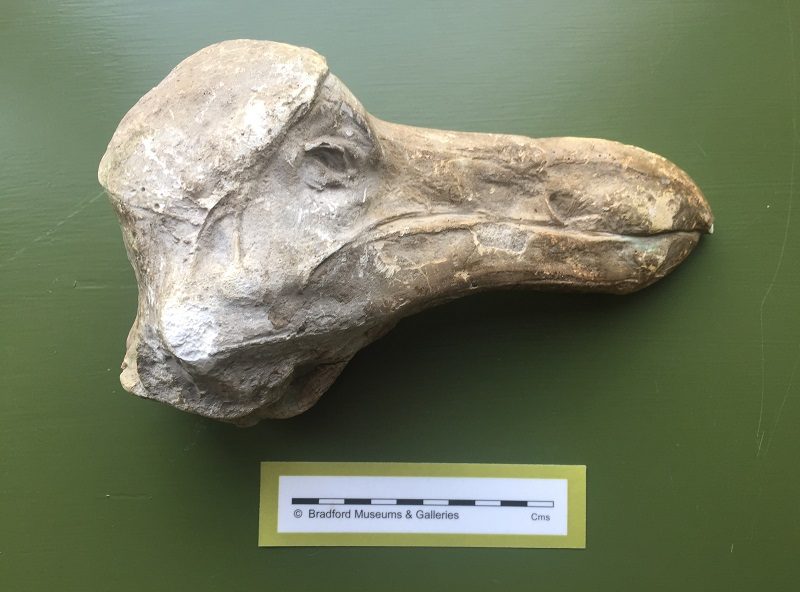 ‘Flight’ of the Dodo – More Than A Dodo