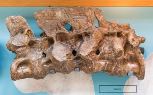 The ‘birth’ of dinosaurs – More Than A Dodo