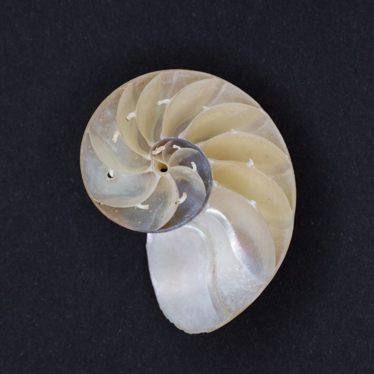 The beautiful spiral – More Than A Dodo