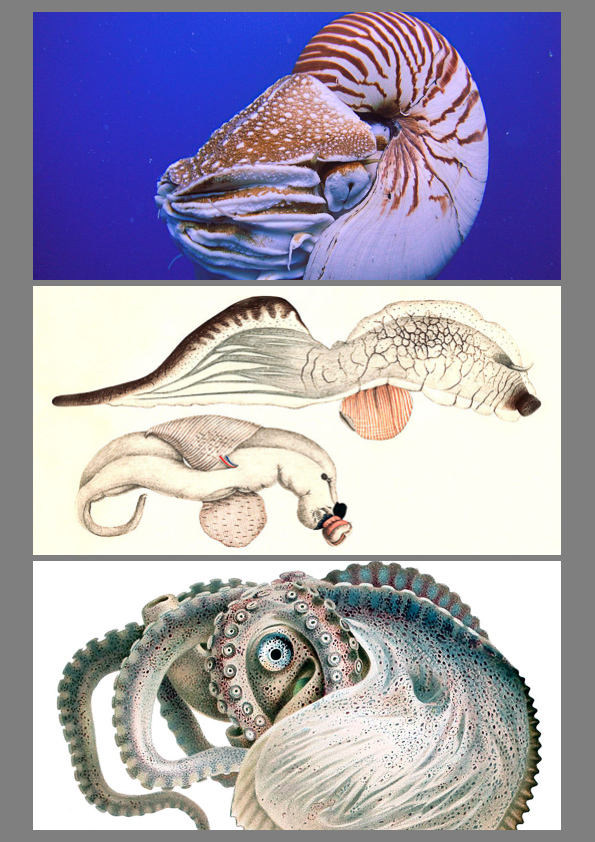 The beautiful spiral – More Than A Dodo