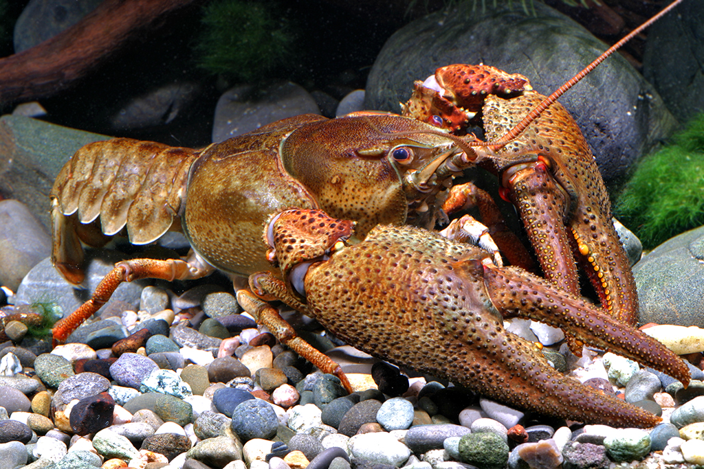 Crayfish of the world united – More Than A Dodo