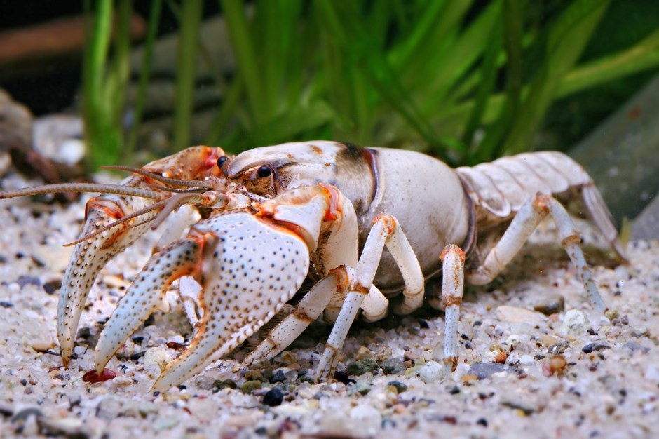 Crayfish of the world united – More Than A Dodo
