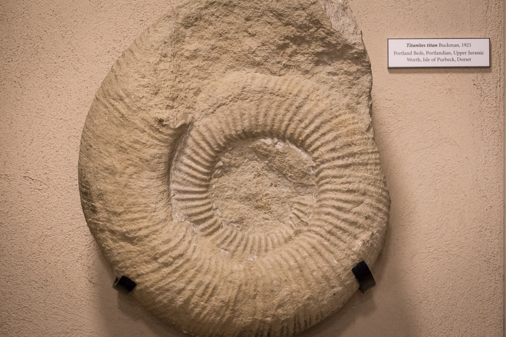 Is it real? – Fossils – More Than A Dodo