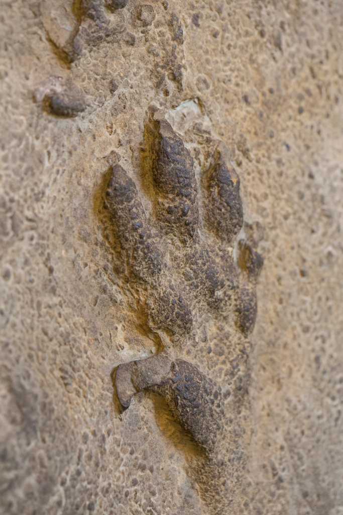 Is it real? – Fossils – More Than A Dodo