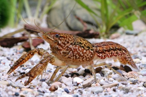 Crayfish of the world united – More Than A Dodo