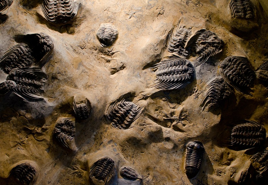 Is it real? – Fossils – More Than A Dodo