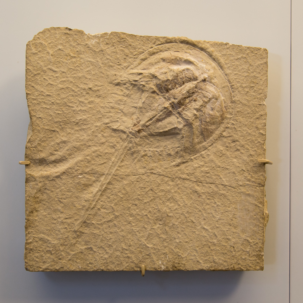 The ancient mariner – More Than A Dodo