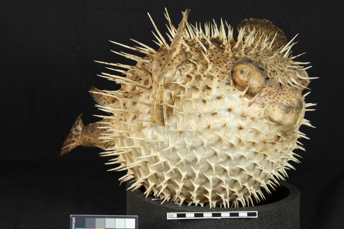 Porcupine Fish Skeleton