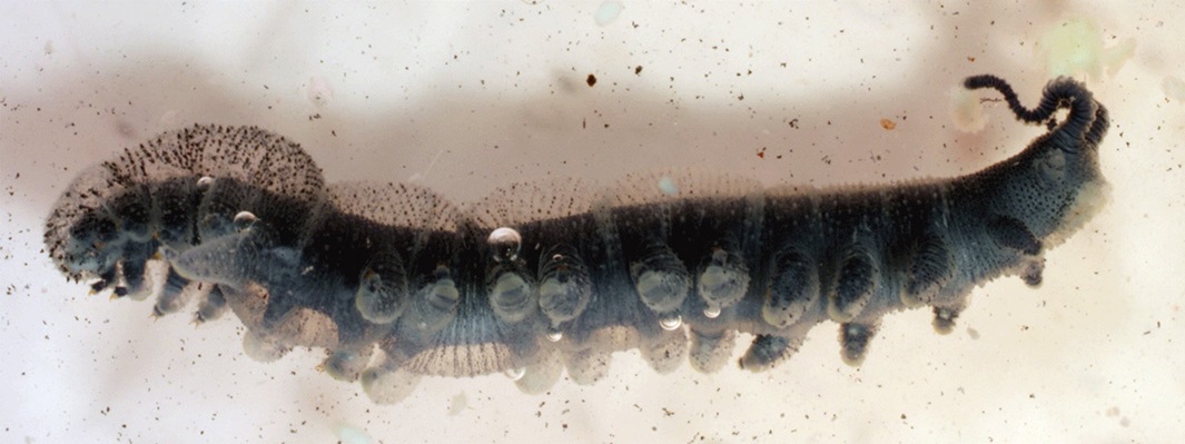 Death, decay and fossilization – More Than A Dodo