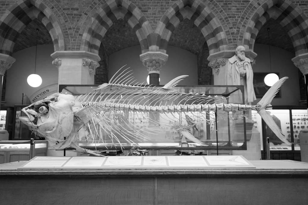 What is a tree of life? – More Than A Dodo