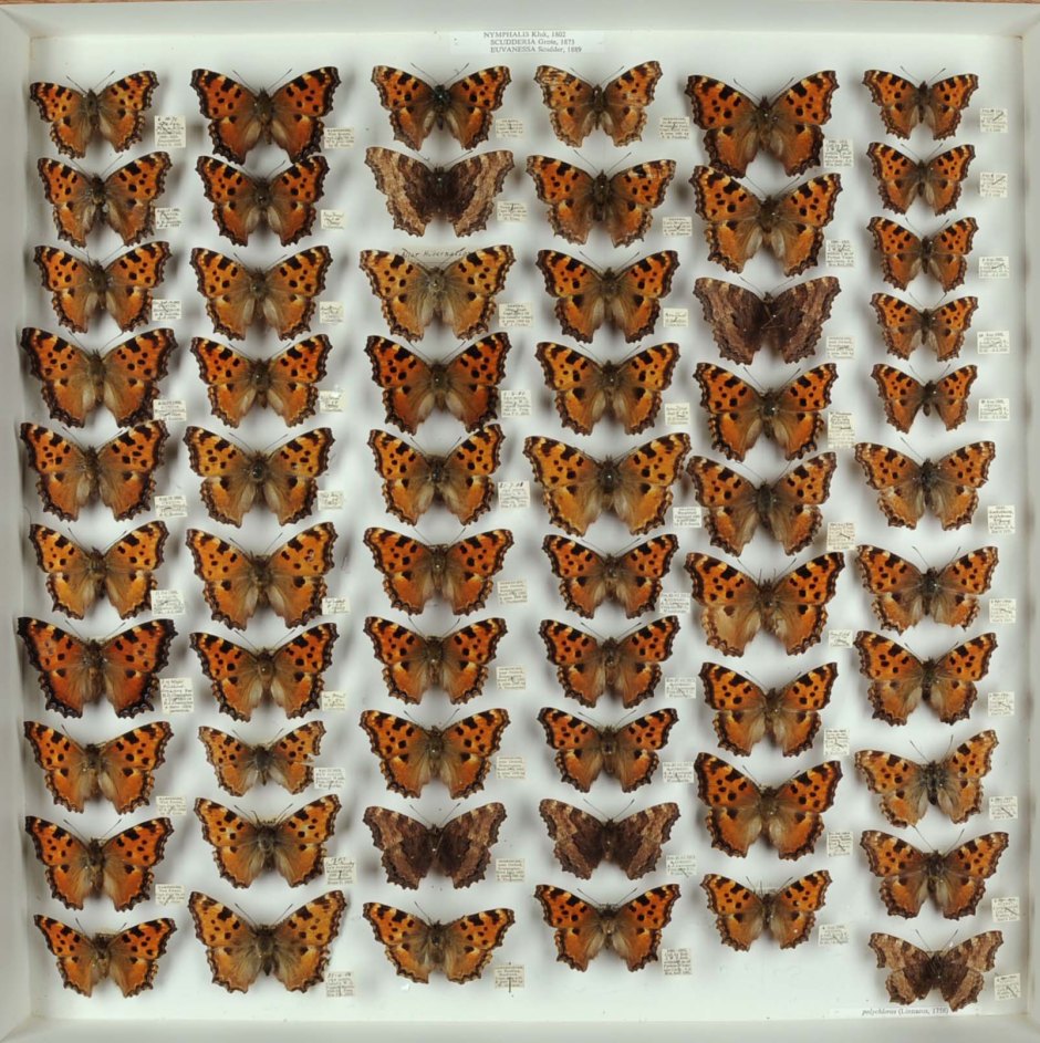 Why do we need pinned insect specimens? – More Than A Dodo