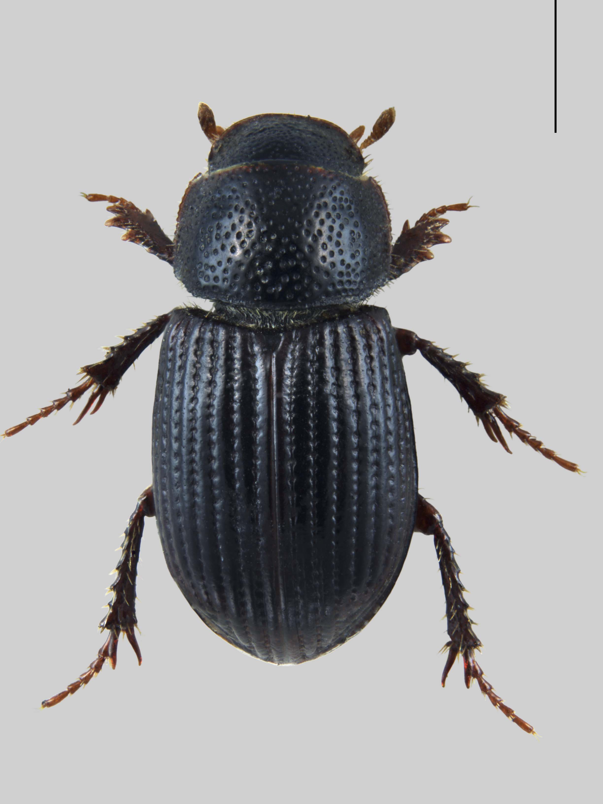 Why do we need pinned insect specimens? – More Than A Dodo