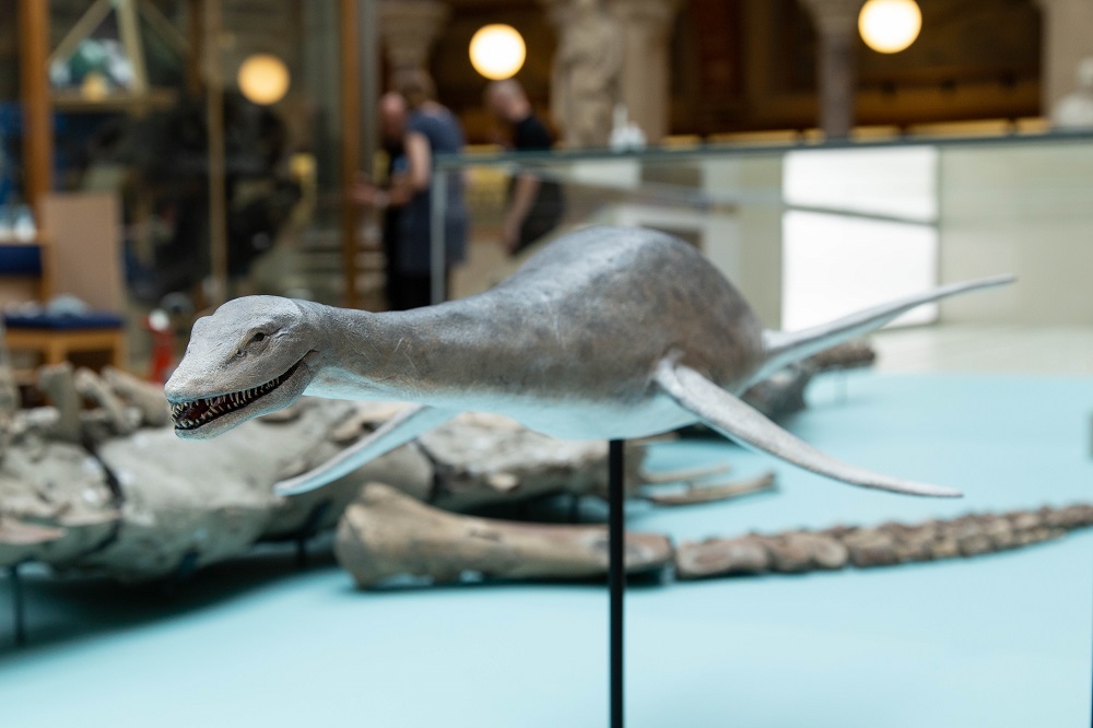 How to build a plesiosaur, in 836 easy steps – More Than A Dodo