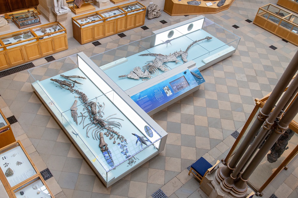 How to build a plesiosaur, in 836 easy steps – More Than A Dodo