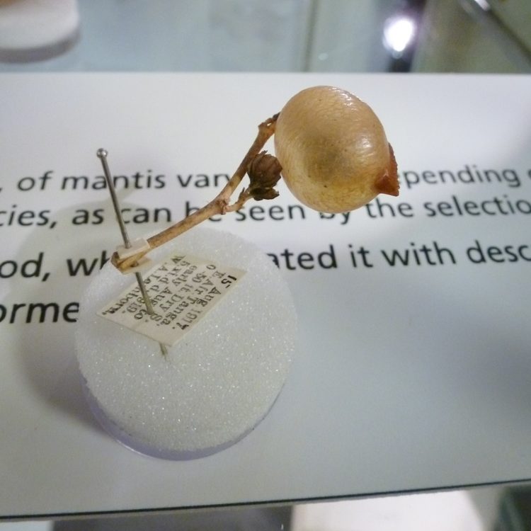 Marvellous Mantodea – More Than A Dodo