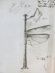 Marvellous Mantodea – More Than A Dodo